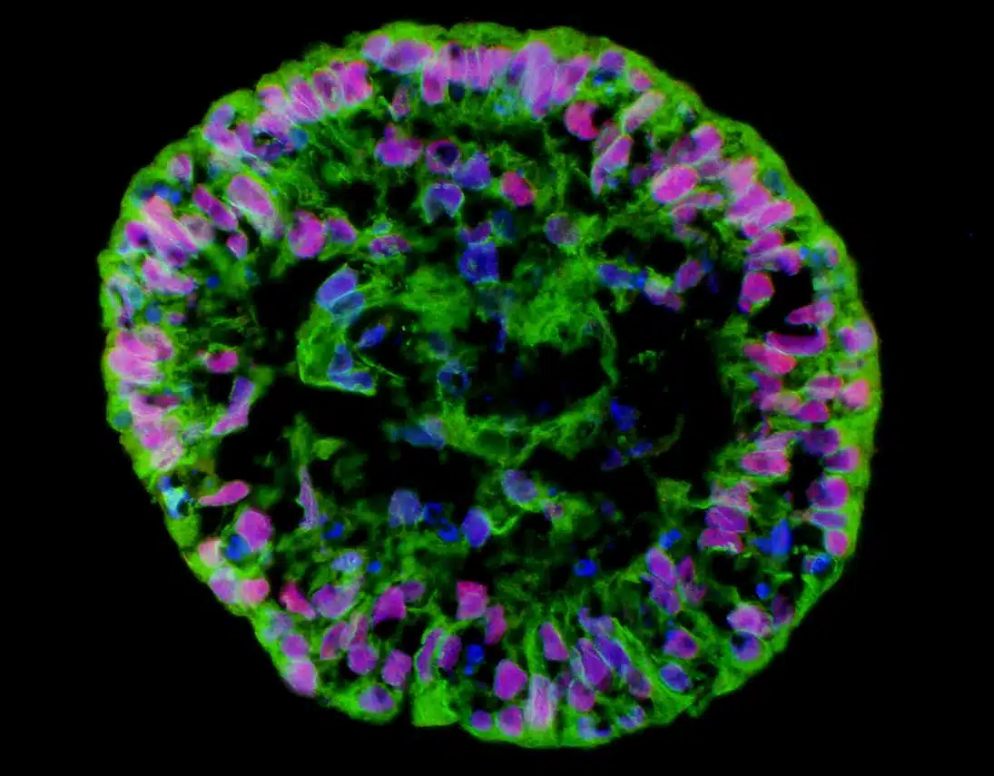 Cells with potential - a look at the stem cells - The Science - Hayadan