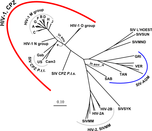 شجرة النشوء والتطور لفيروس نقص المناعة البشرية وفيروسات SIV - العالم ...