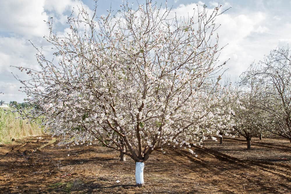Almond blossoms - too soon - the scientist - Hayadan