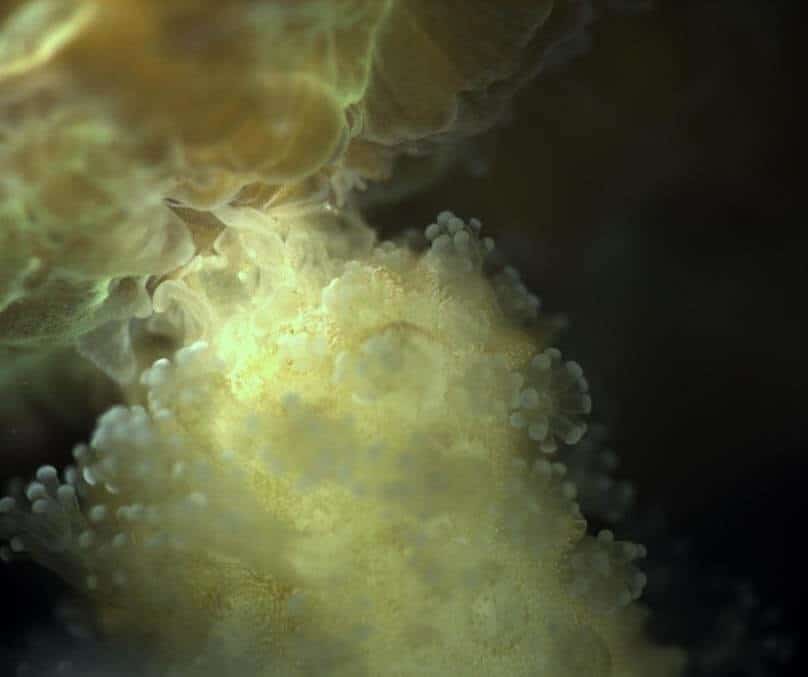 Ocean under the microscope - the scientist - Hayadan