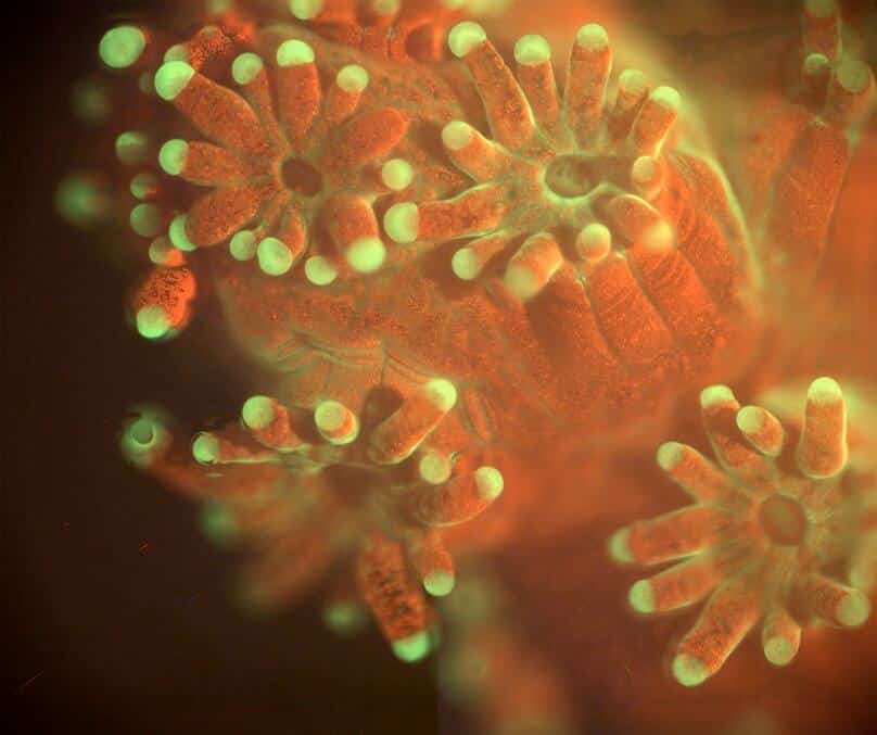 Ocean under the microscope - the scientist - Hayadan