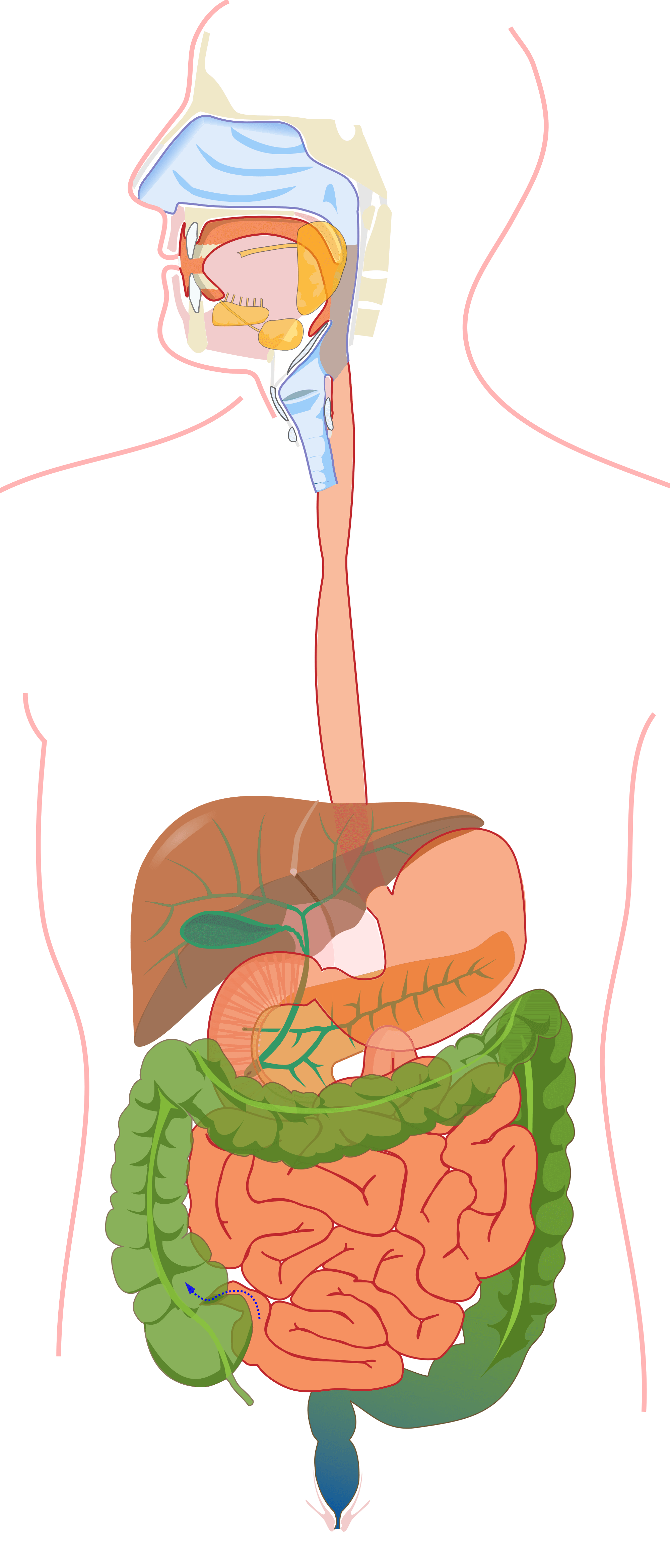 digestive_system_without_labels-svg - הידען - Hayadan