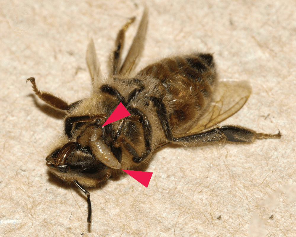 two_final_instar_larvae_of_apocephalus_borealis_exiting_a_honey_bee ...