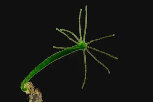 How does the hydra know where to regrow missing body parts? - the ...