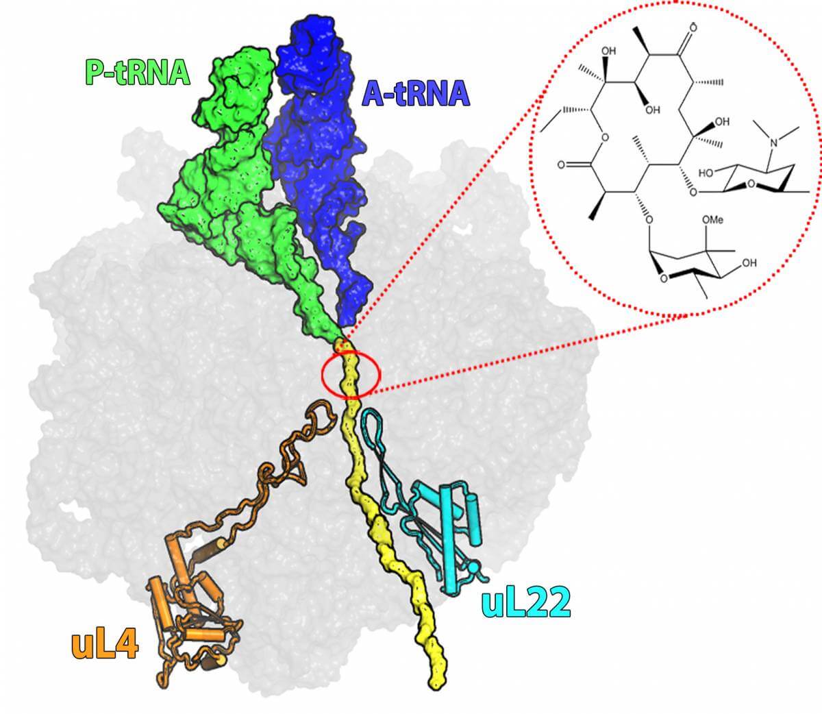 Researchers discovered how a mutation in a ribosomal protein helps ...