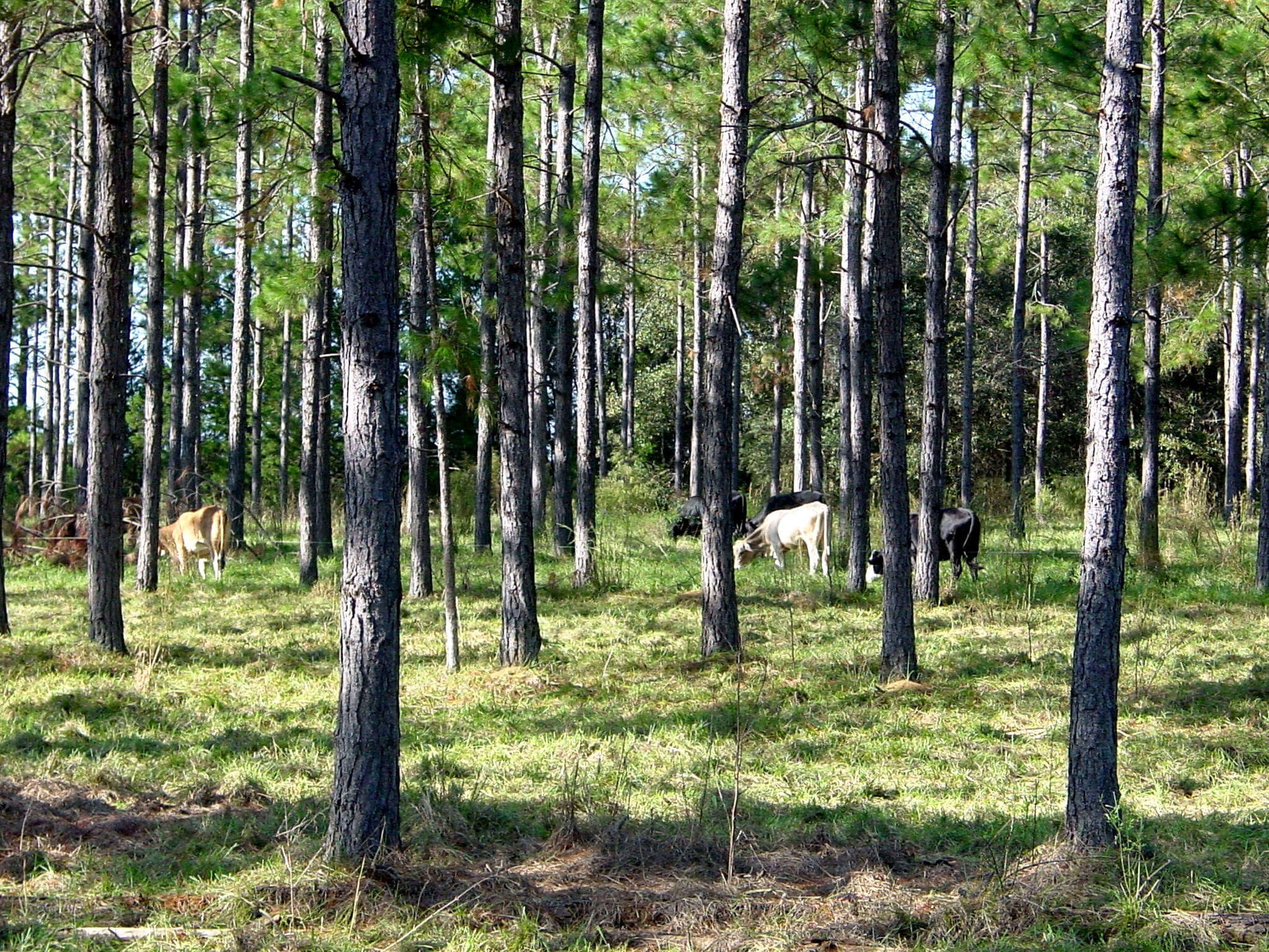 Forestry agriculture: a method of agriculture that combines herbaceous ...