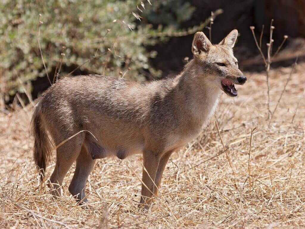 טורפים - אויבים או ידידים? - הידען - Hayadan