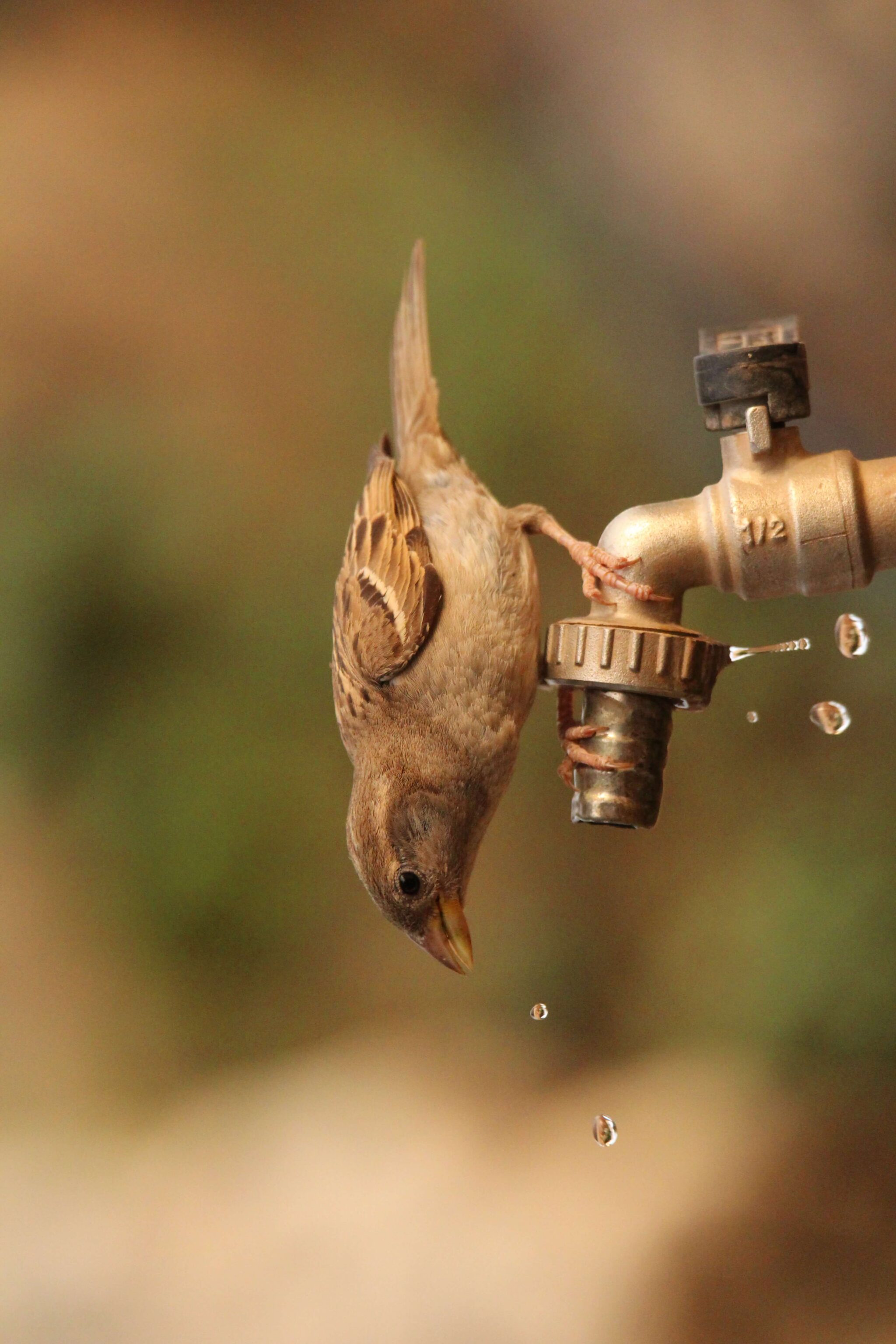 A sharp decrease in the number of common birds in Israel alongside a ...