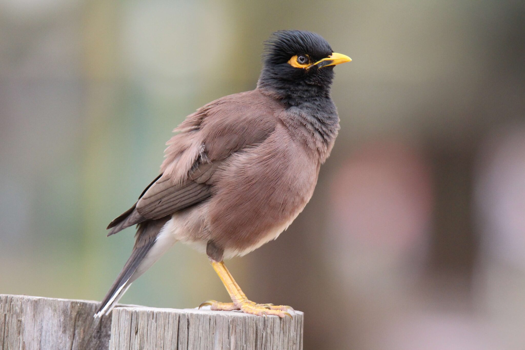 מיינה מצויה. צילום: אהוד פסט - הידען - Hayadan