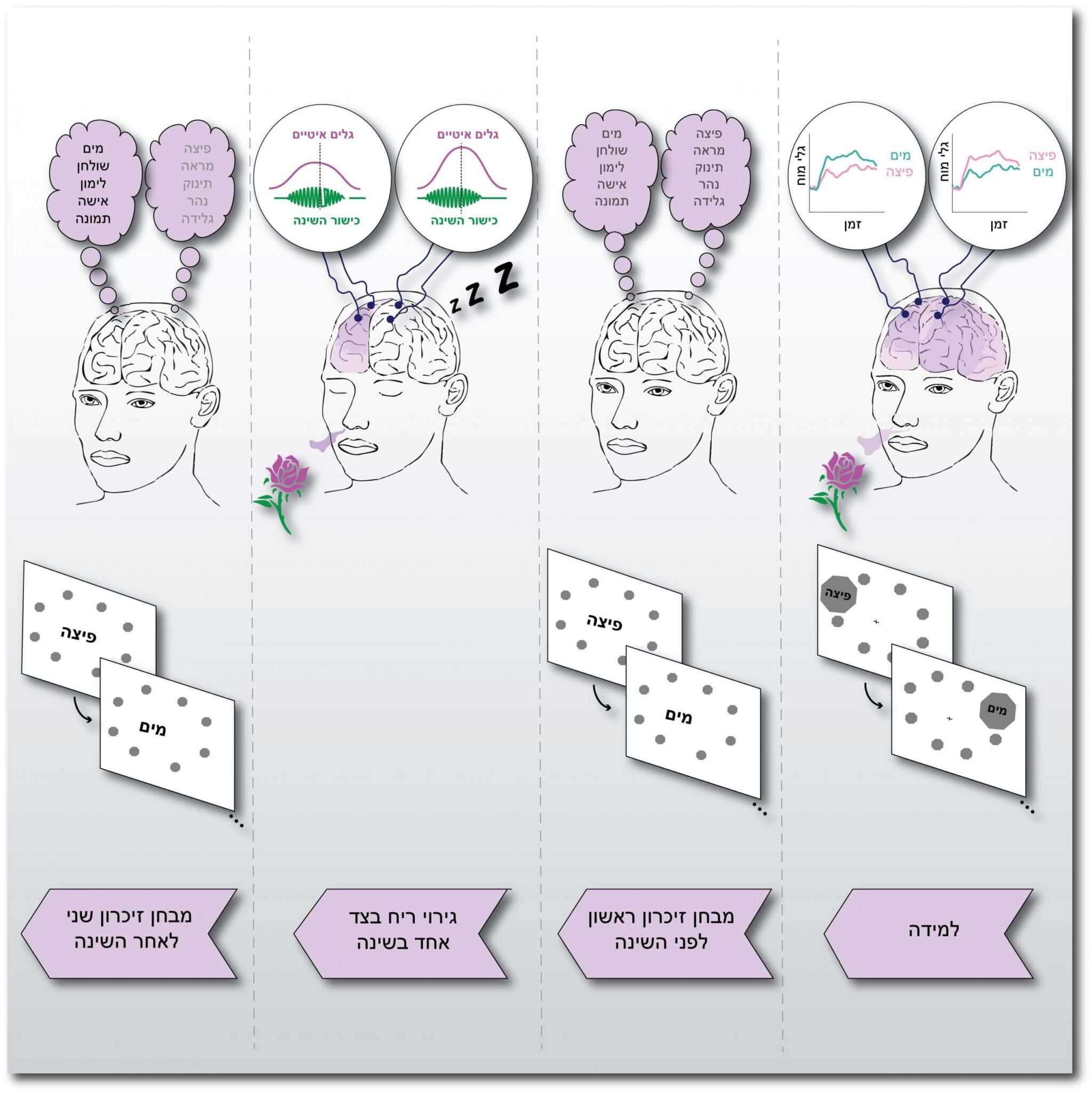 - The four stages of the experiment: learning the placement of words in ...