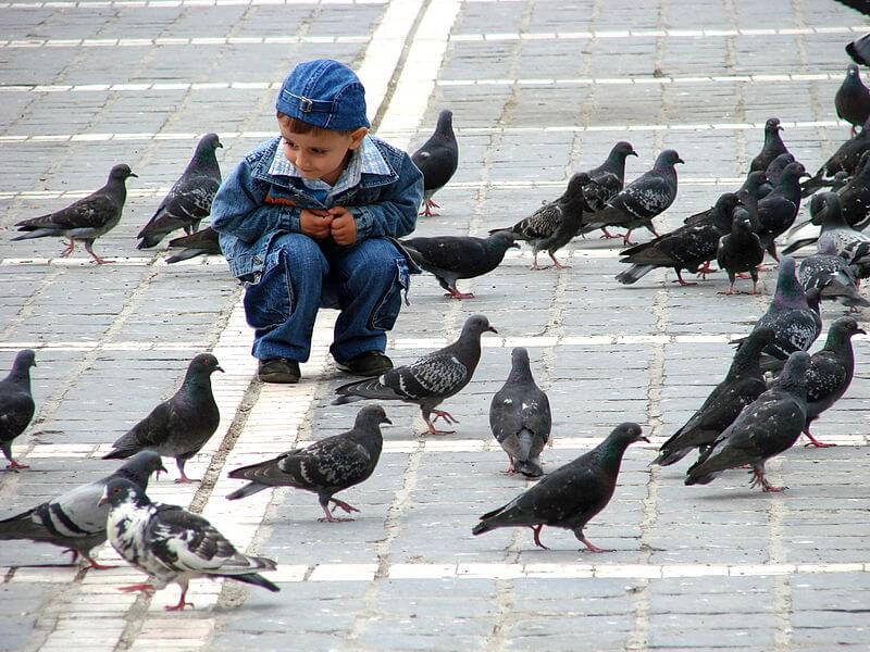 Things that birds know: why do pigeons bob their heads? - the scientist ...