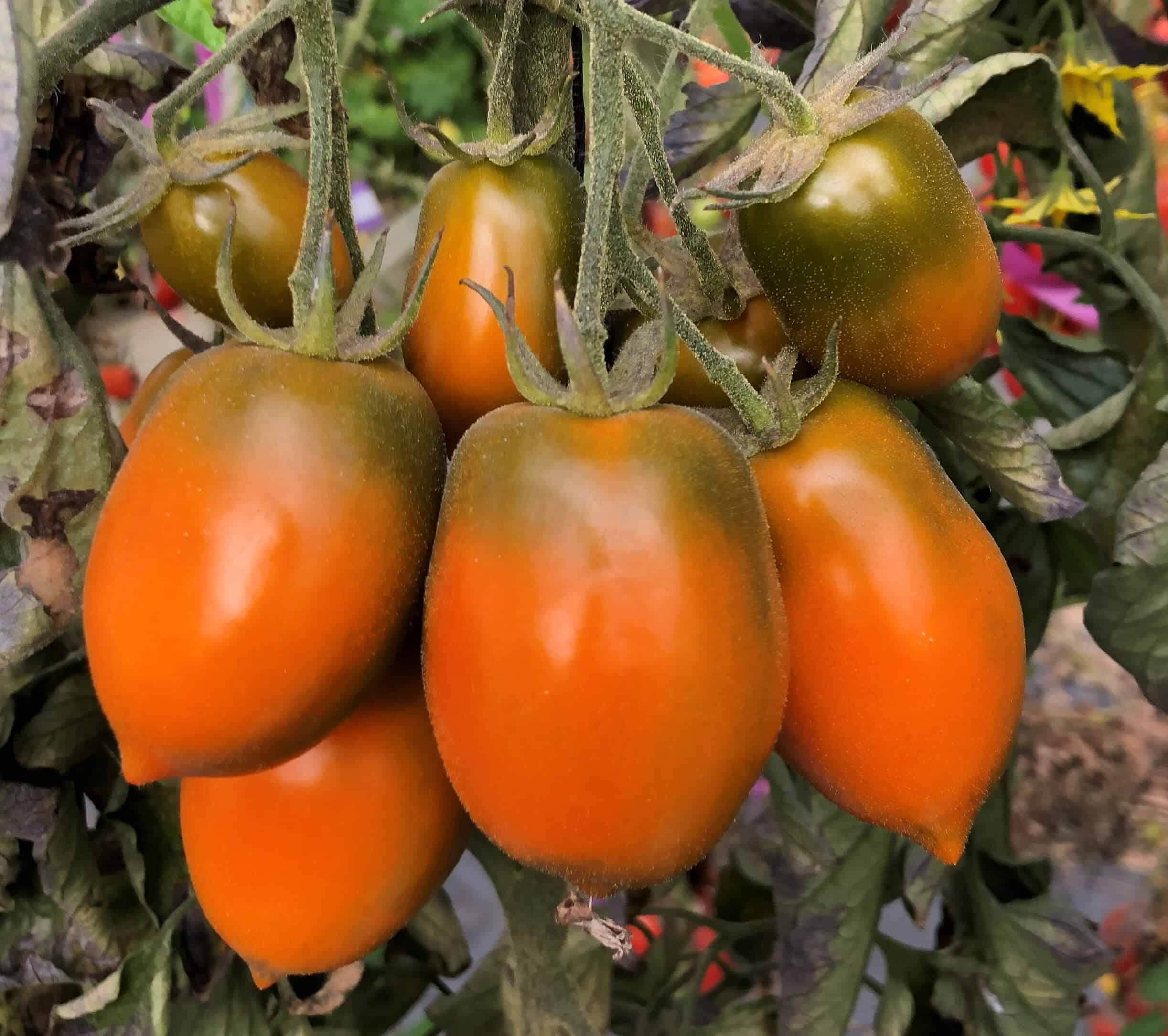 Meet the "Xanthomato" - the new Israeli tomato that will fight serious ...
