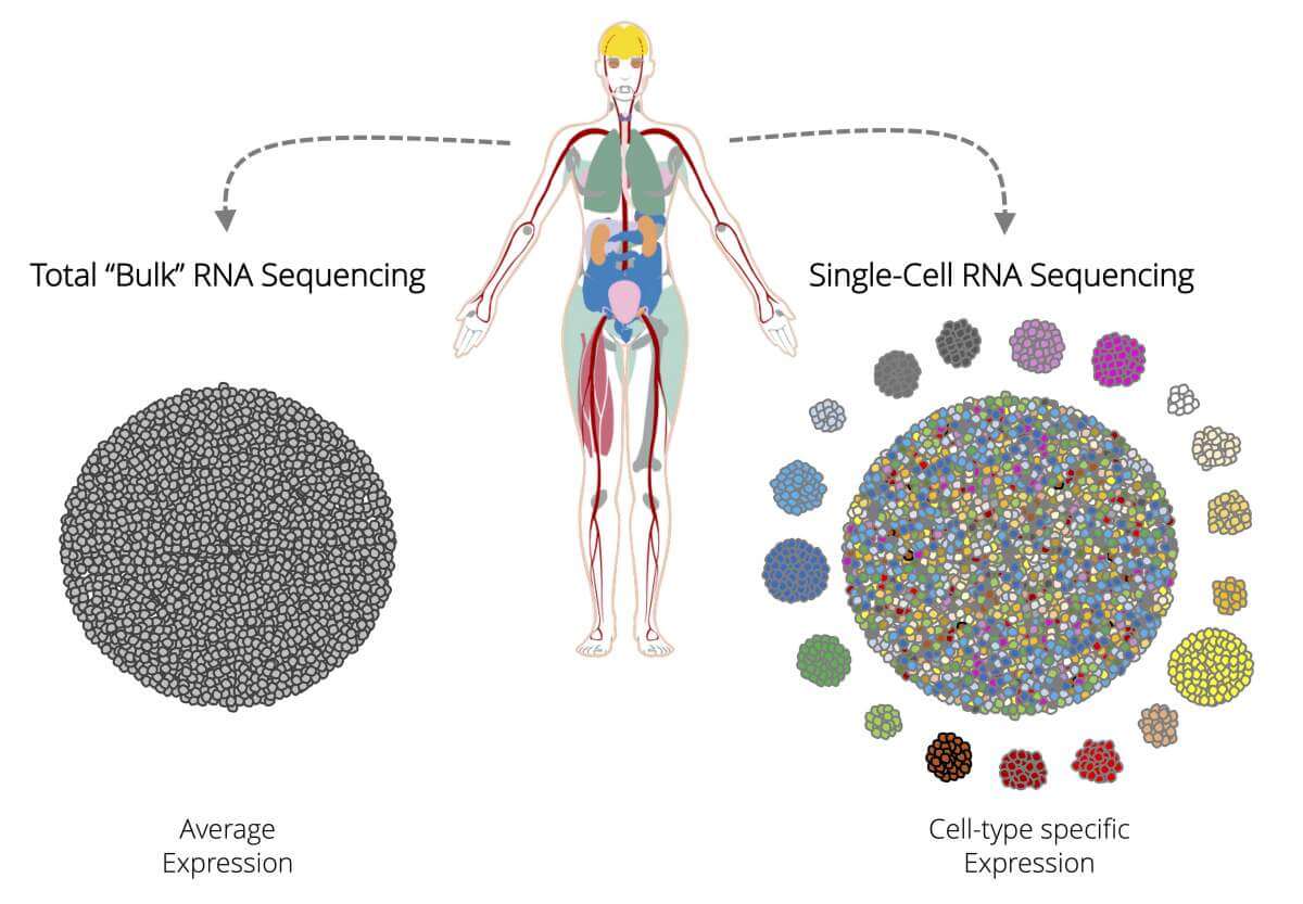 Each and every cell is stressed: first mapping of the "stress axis" at ...