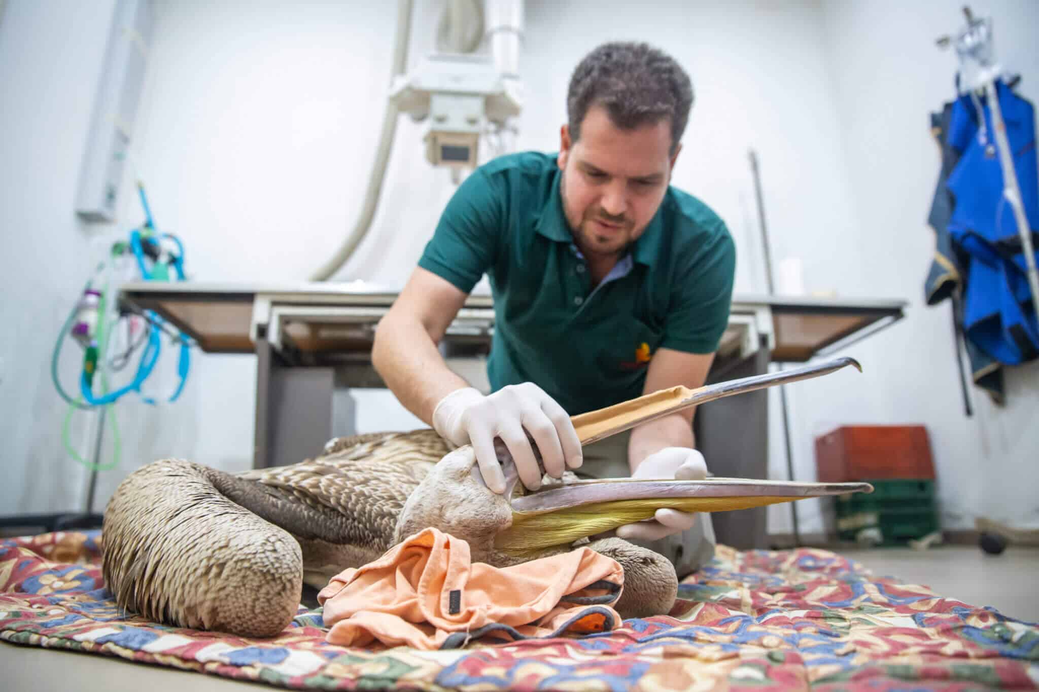 Our animal friends - about the wildlife hospital in Safari - the ...