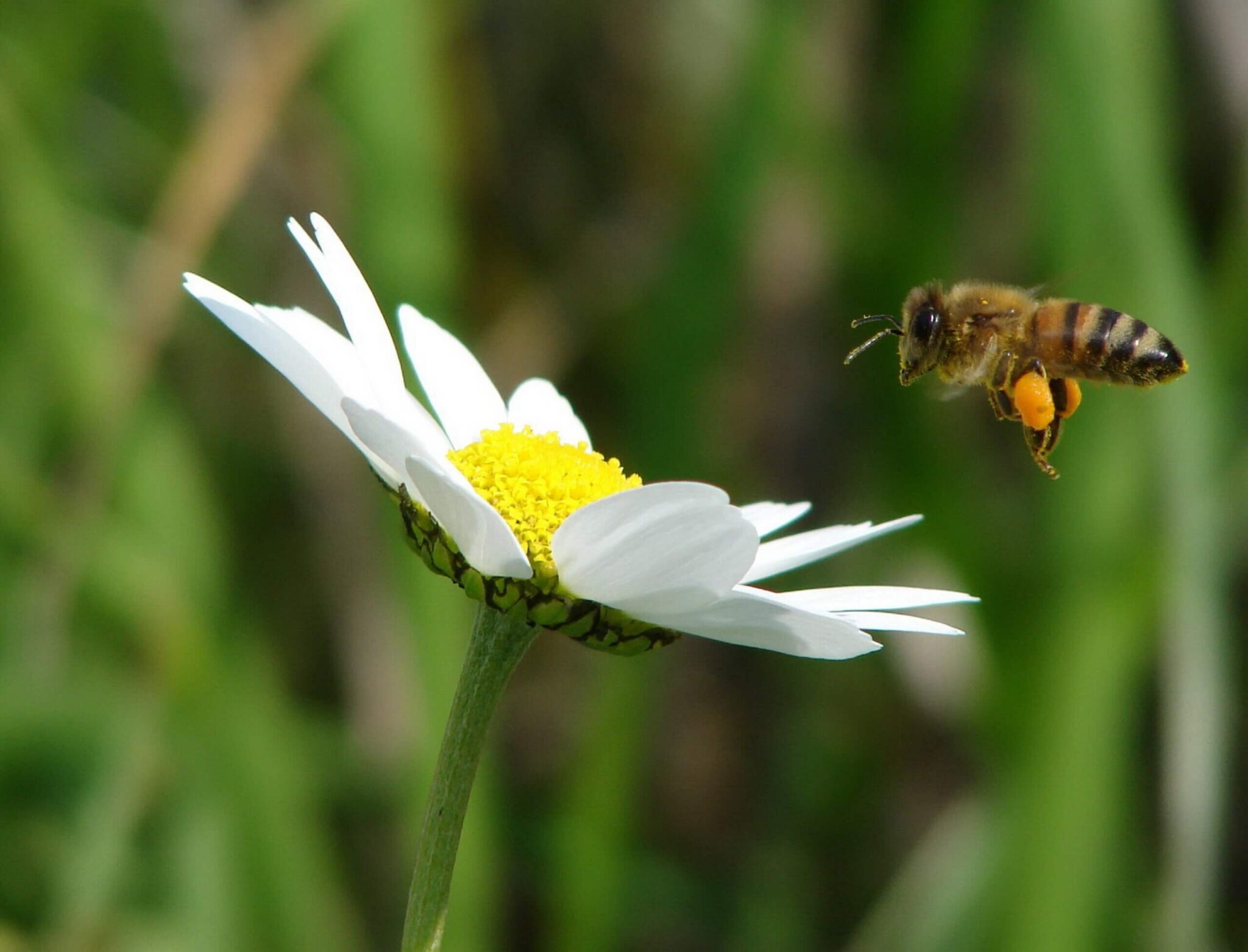 A new study found: the honey bee can distinguish between even and odd ...