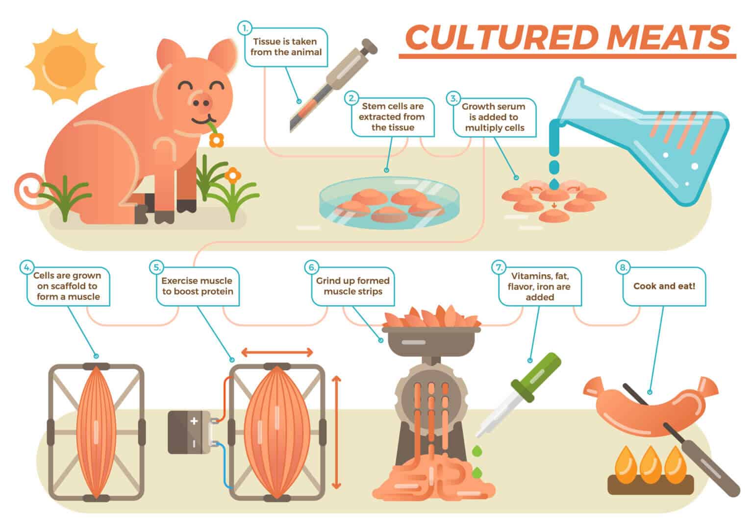 Stakeholder Foods succeeded in producing pig fat cells cultured from ...