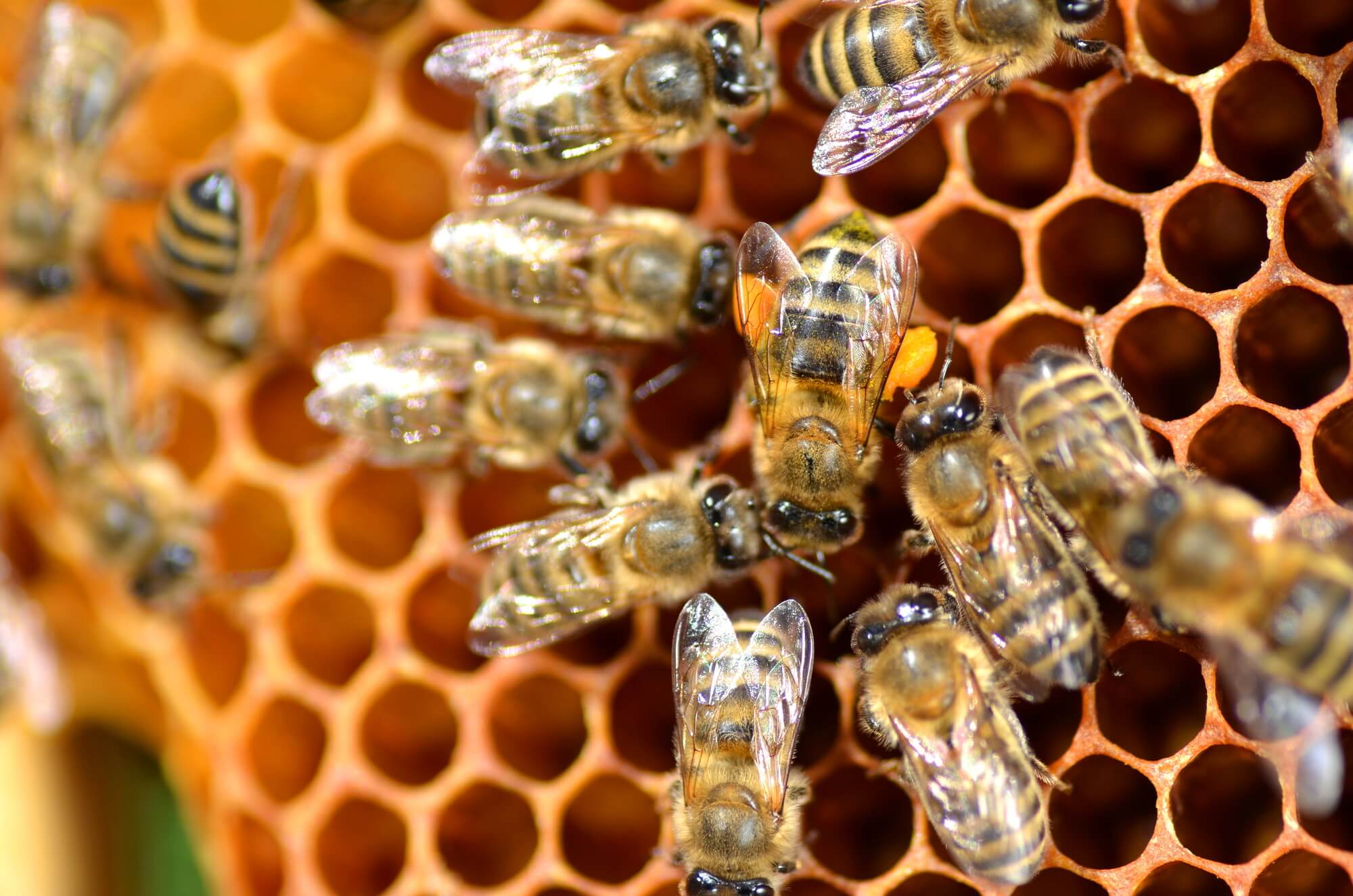 The life expectancy of the honey bee may be half of what it was 50 ...