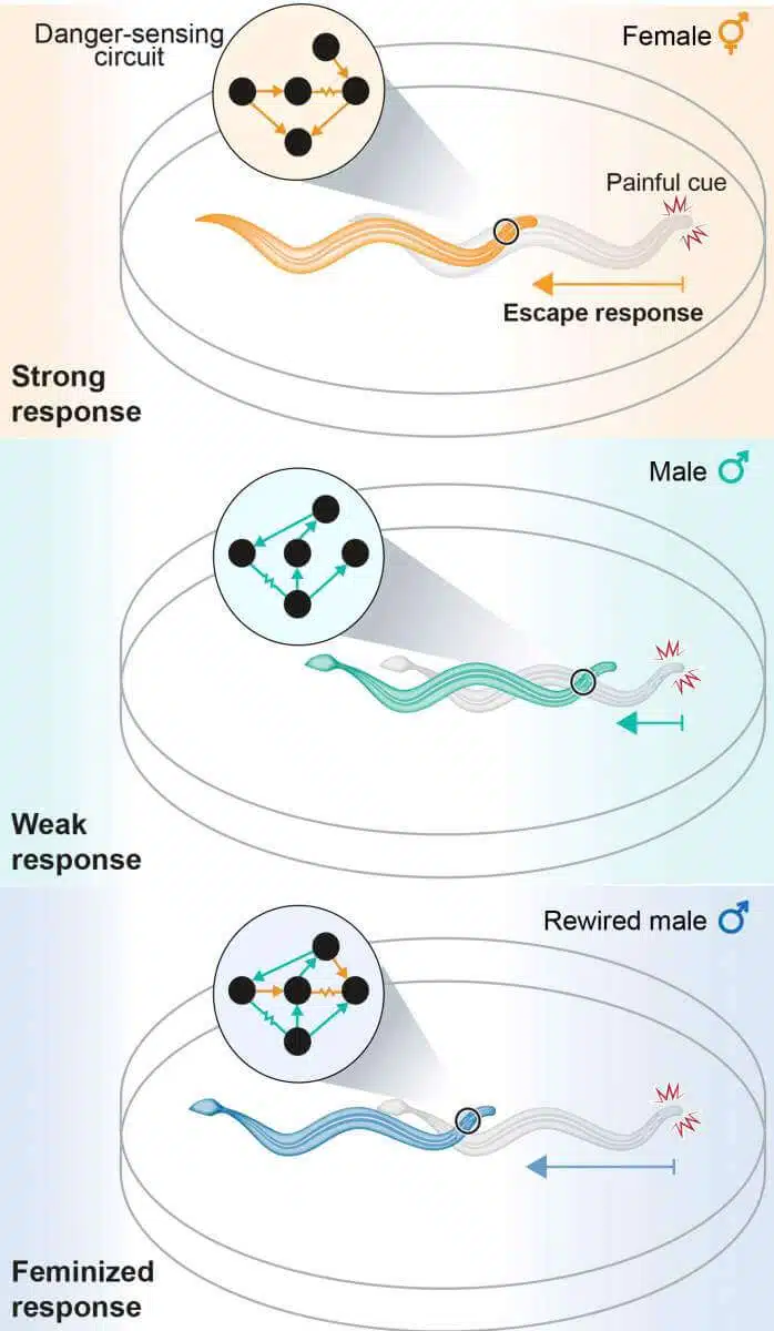 Scientists added only one connection between two nerve cells in worms ...