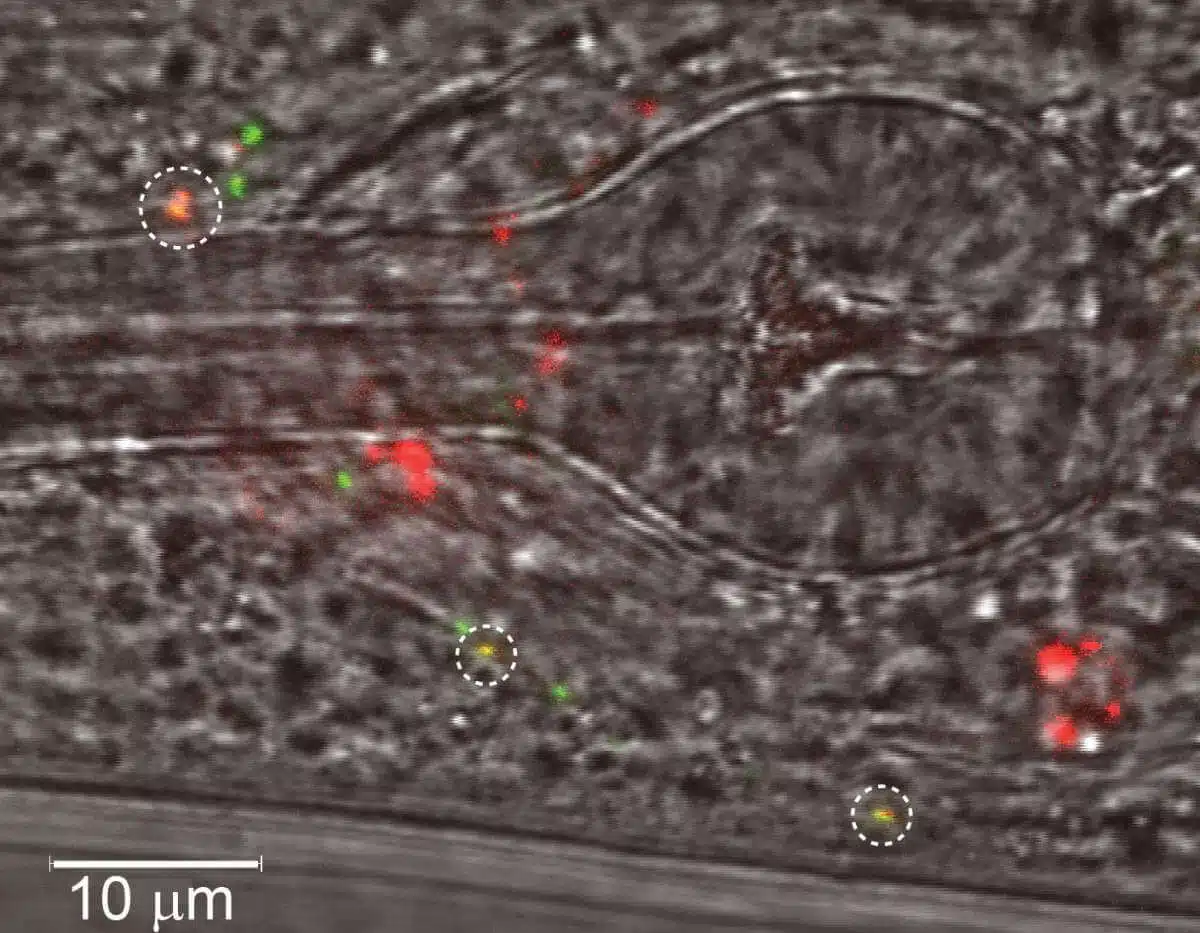 Scientists added only one connection between two nerve cells in worms ...