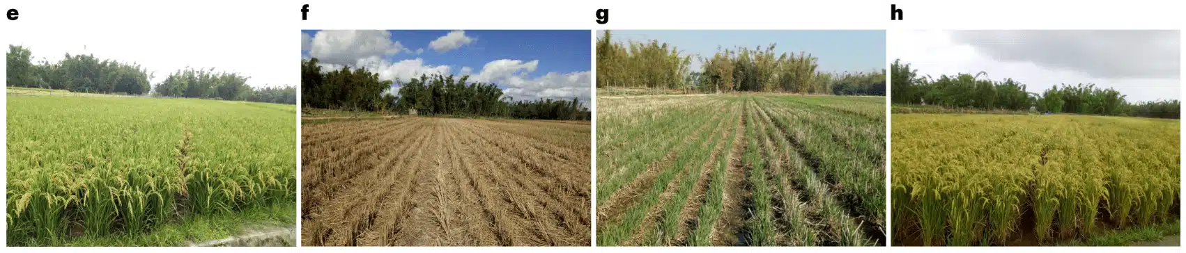 Rice-23: The rice that saves half of the work for farmers - the ...