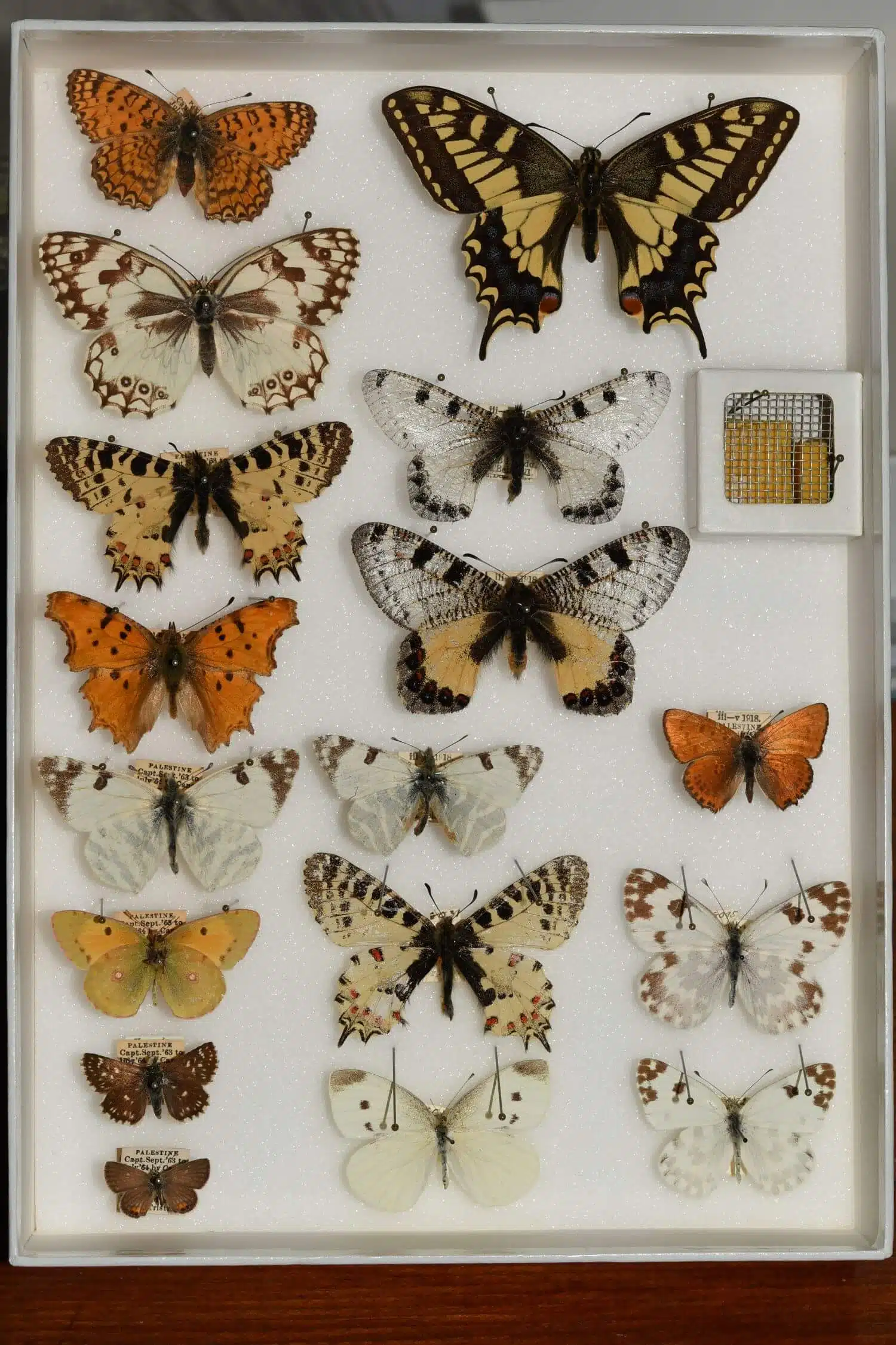 Butterflies collected in the 19th century were donated by the Oxford ...