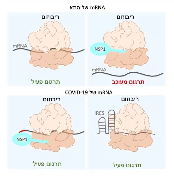 ארגז הכלים של נגיף הקורונה - הידען - Hayadan