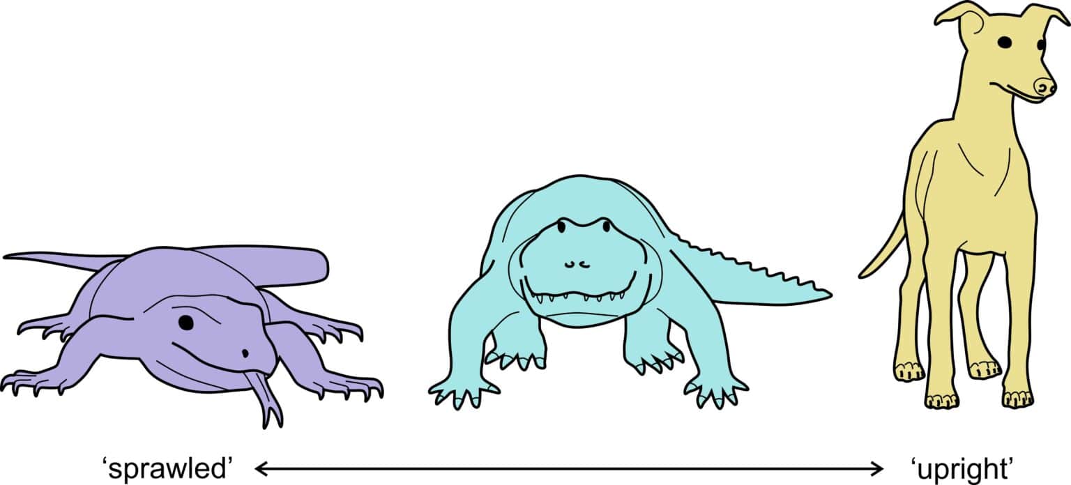How mammals achieved their upright posture - the scientist - Hayadan