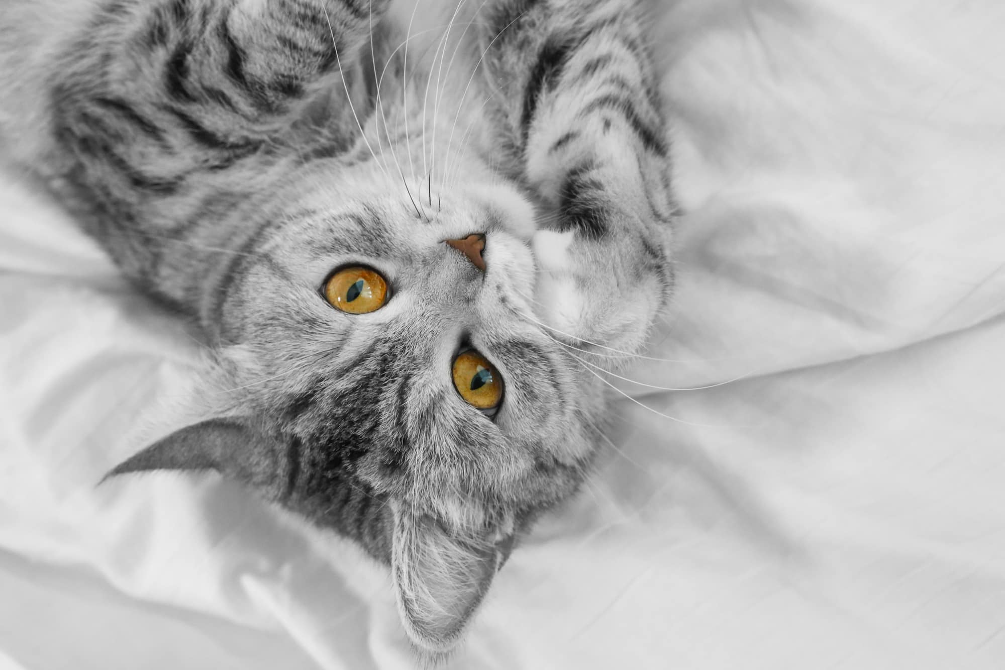 The facial language of cats: how facial expressions affect ...