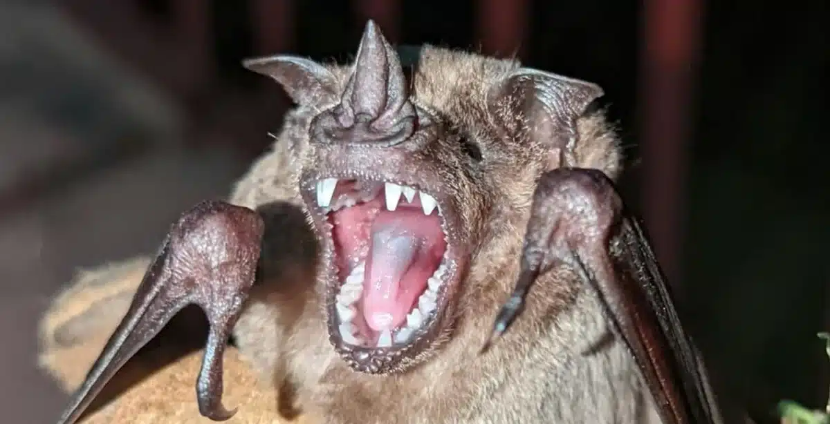 Jaw Wars: How Bats Developed a Diverse Dental Arsenal for Survival ...