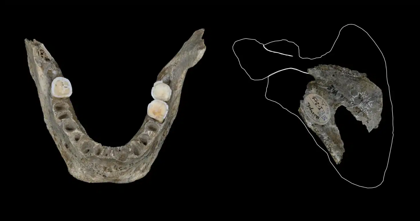 18,000-year-old human bones reveal disturbing signs of cannibalism - The Science - Hayadan