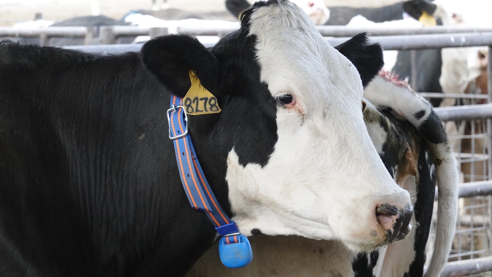 Tracking the cow's every bite - Hayadan - Hayadan