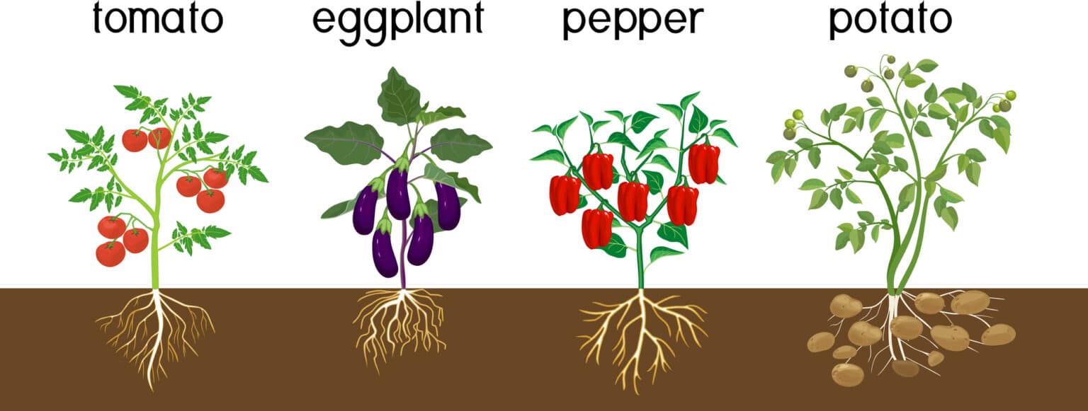 From tomato to potato: The ancient genetic hybrid that created the ...