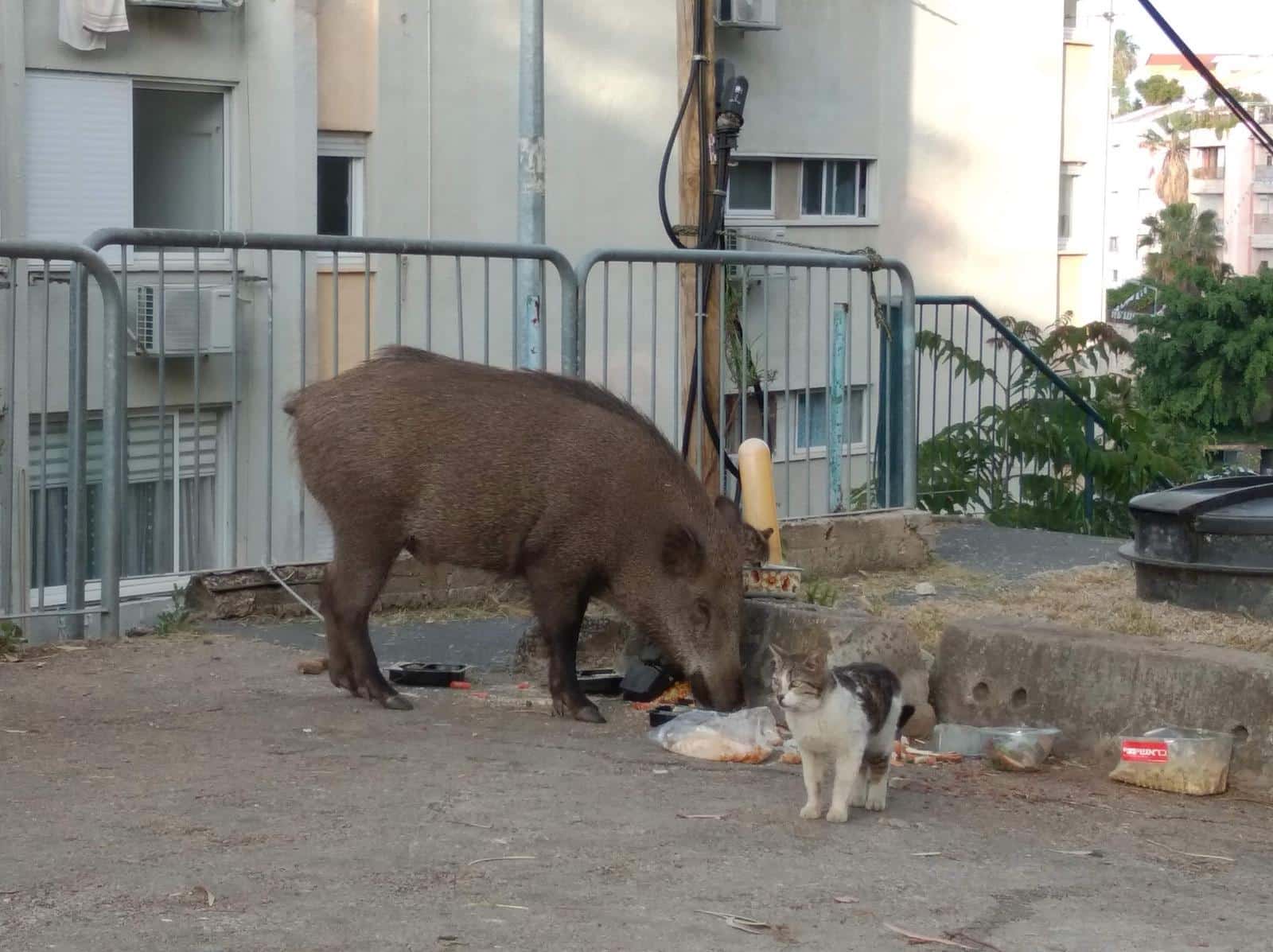 Wild boars in Haifa: New study reveals connection between residents ...