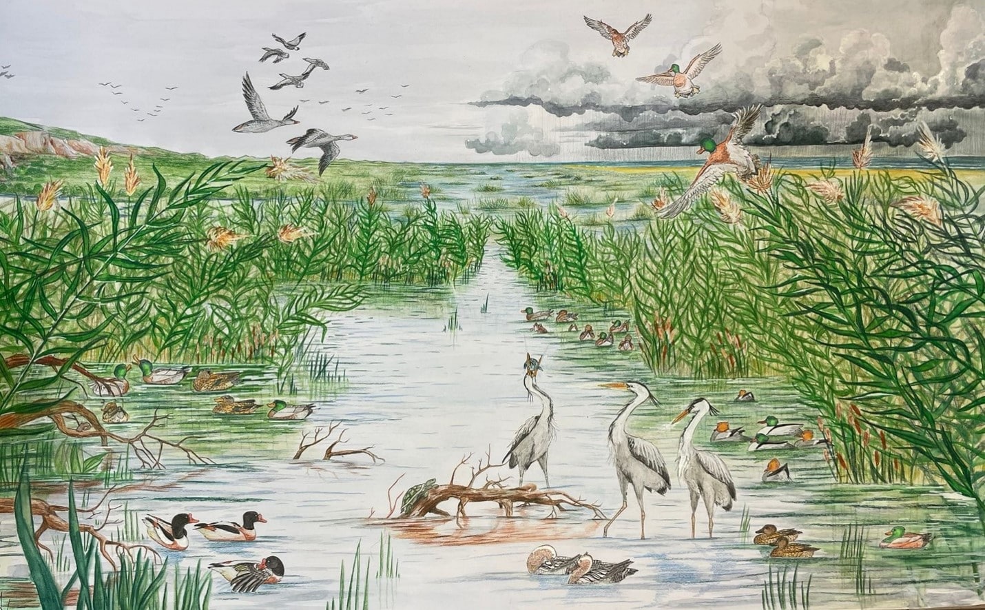 מחקר: לפני כ־15 אלף שנה מול מערות הכרמל השתרעו אגמי חוף עשירים בעופות מים - הידען - Hayadan