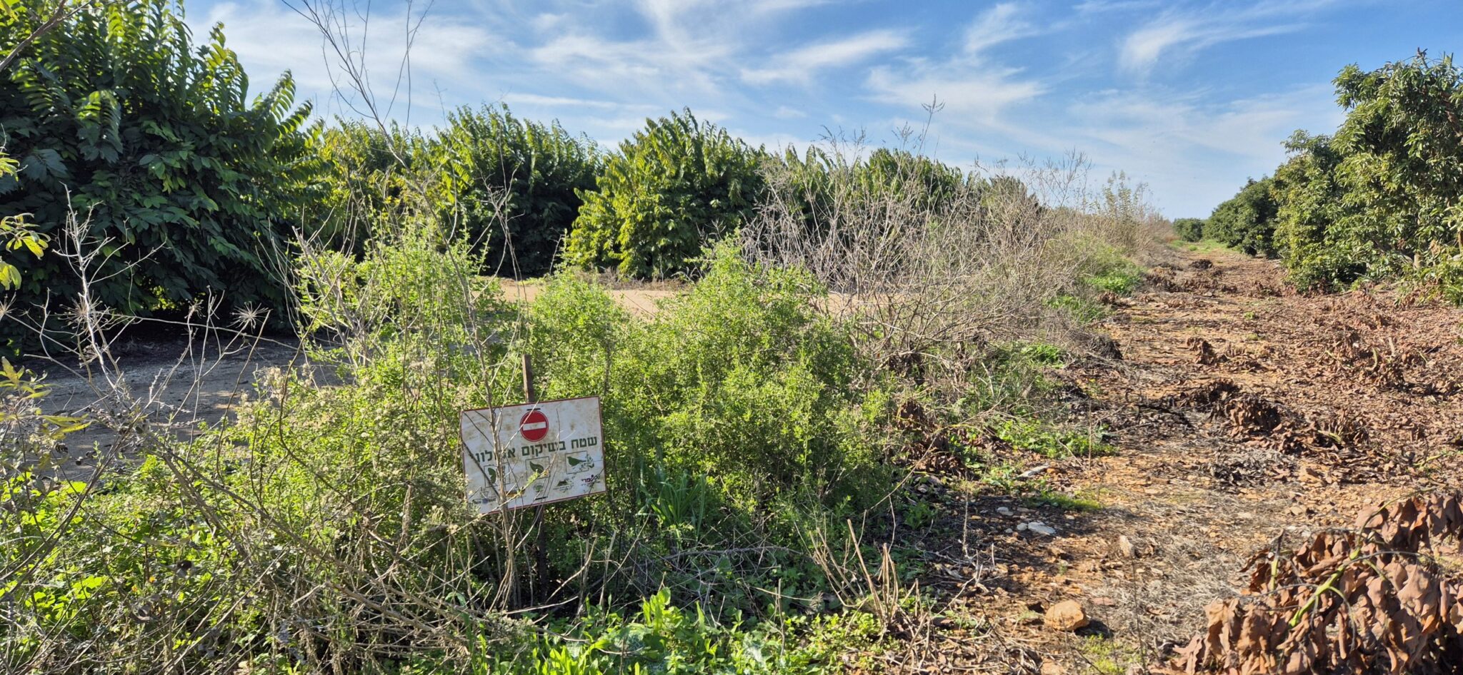 The project in the avocado orchards in the Western Galilee that creates ...