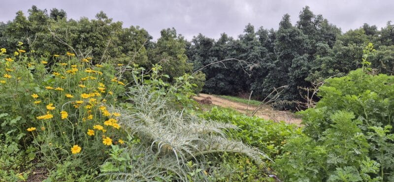 The project in the avocado orchards in the Western Galilee that creates ...