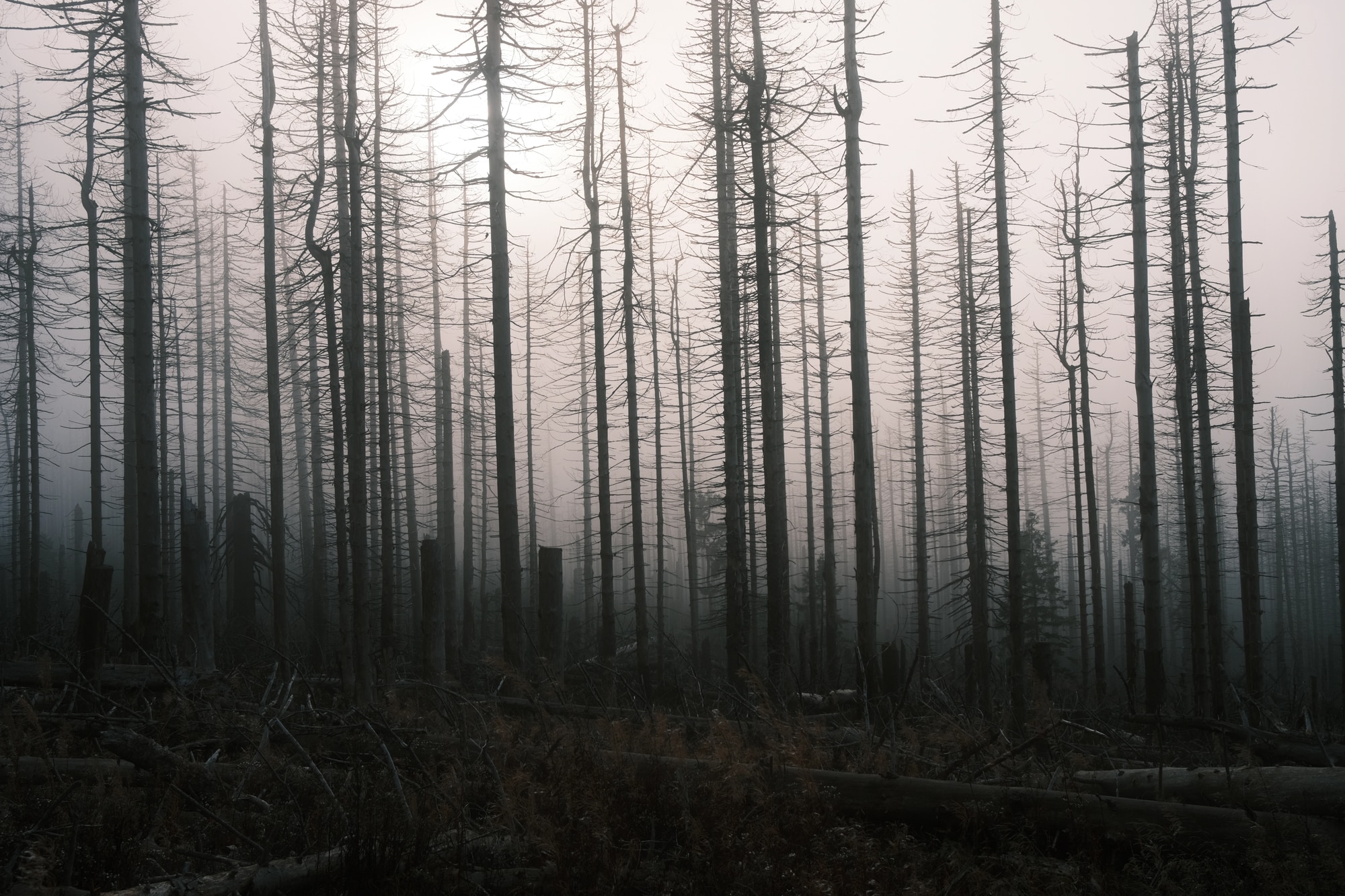 Ghost forests along the Atlantic coast: Algorithm identifies millions ...